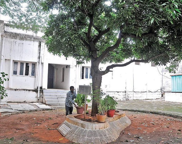 Through a mango tree, Gandhiji’s love for nature lives on at Golden ...