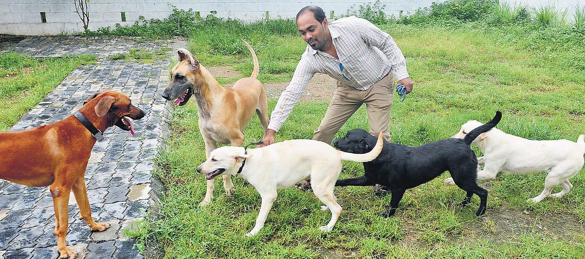 Put a ‘PAWS’ on the pattasu