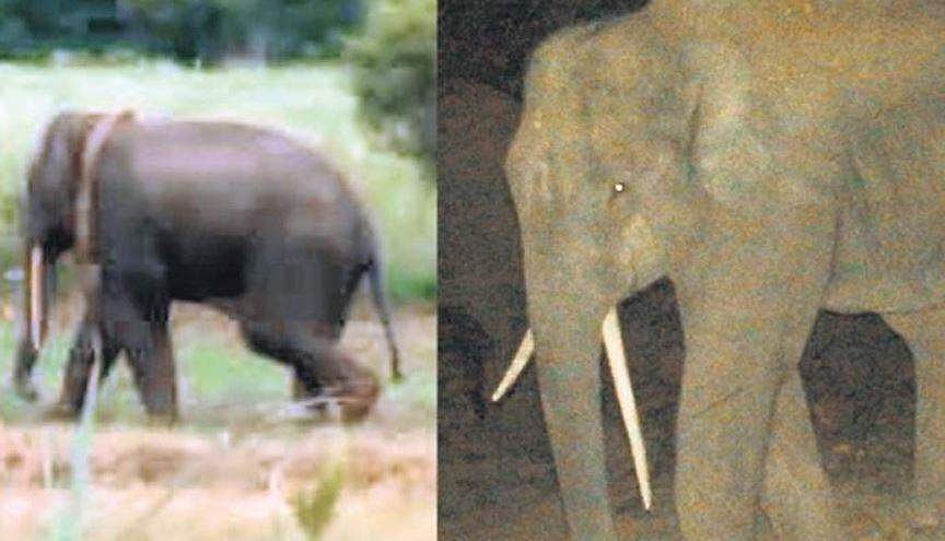 Tusker which killed four to be captured
