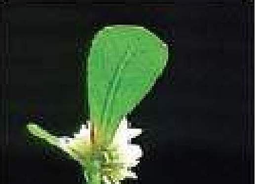 Eat this veggie for healthy eyes