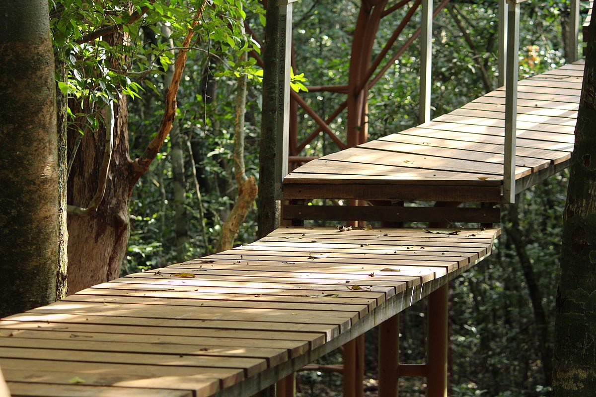 Canopy walk to be reopened in Western Ghats for tourists next month