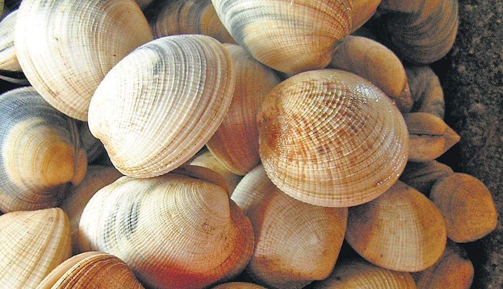 Food Allergens on the prowl