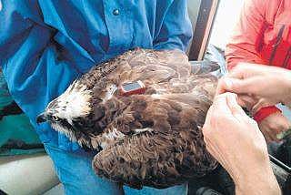 Russian raptor’s migratory journey ends in Karnataka
