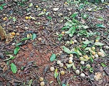 Kodagu orange growers worried over fruit drop