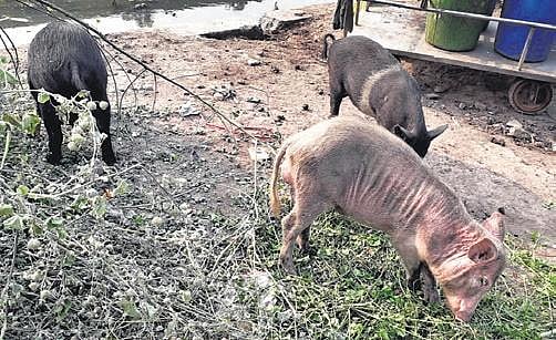 Farmers protest against pig menace at Ettayapuram, demand Rs 25k per ...