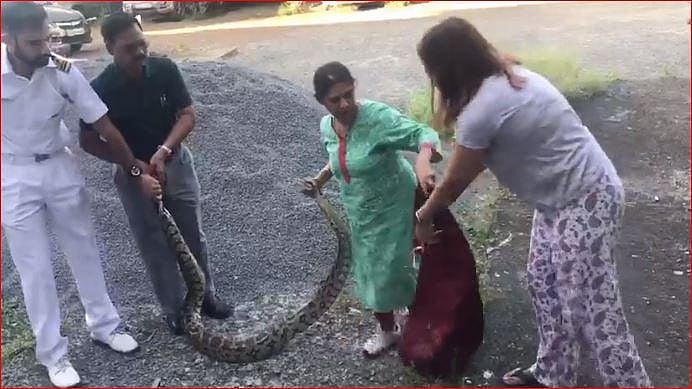WATCH | Video of Kochi woman catching huge python goes viral