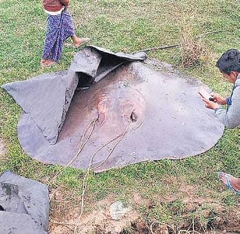 Two-quintal stingray caught alive from Kandala river in Odisha