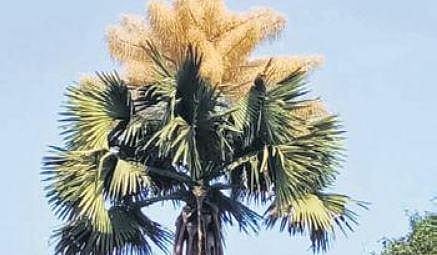 In a rare phenomenon, talipot palm tree blooms in Udupi disrict