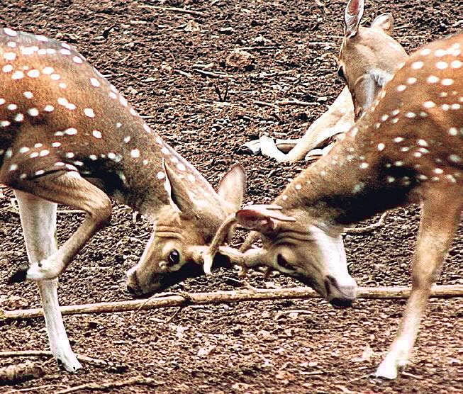 Overcrowded zoo to release 200 deer in Chandaka wild