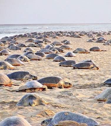 Mass nesting of turtles starts at Gahirmatha
