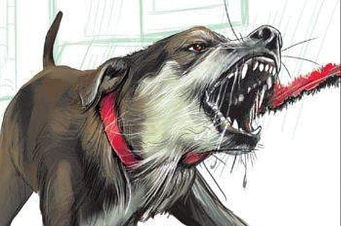 Two more cases of pet dogs biting children surface in Chennai