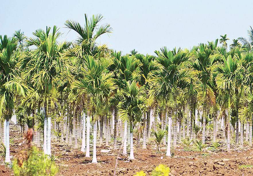 Arecanut plantation coughing up veggie prices