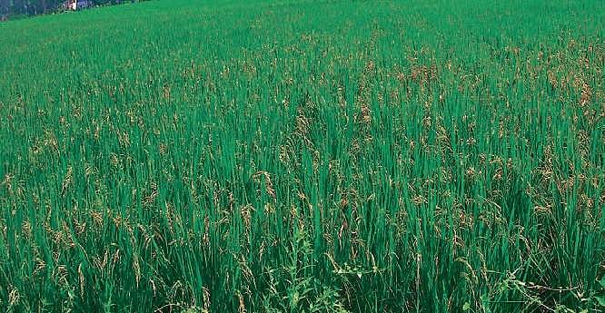 NRRI develops 9 new paddy varieties