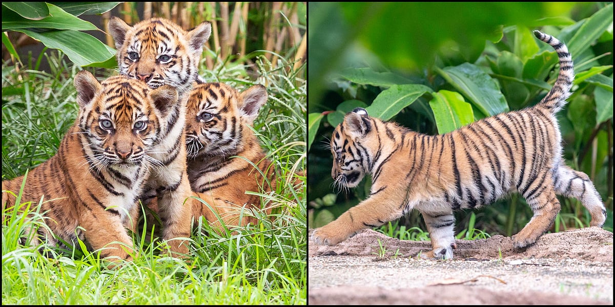 Rare Sumatran tiger cubs make public debut at Sydney zoo
