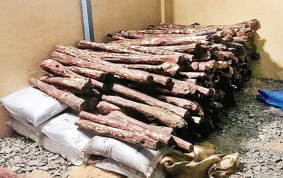 Red sanders worth Rs 9.17 crore meant for export to Dubai, seized at ...