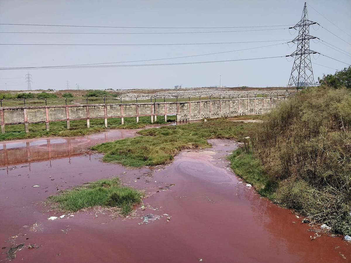 ‘Red’ alert for birds in Pallikaranai marshland as paint sludge dumping ...