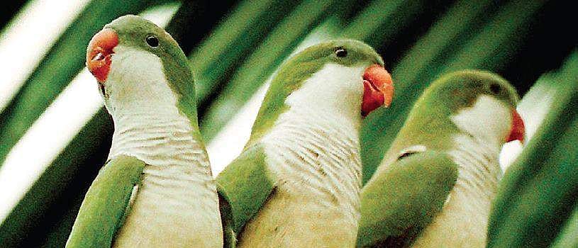 The opium-obsessed parrots