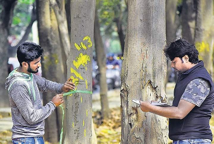 Moderate tree cutting, citizens’ group asks Metro