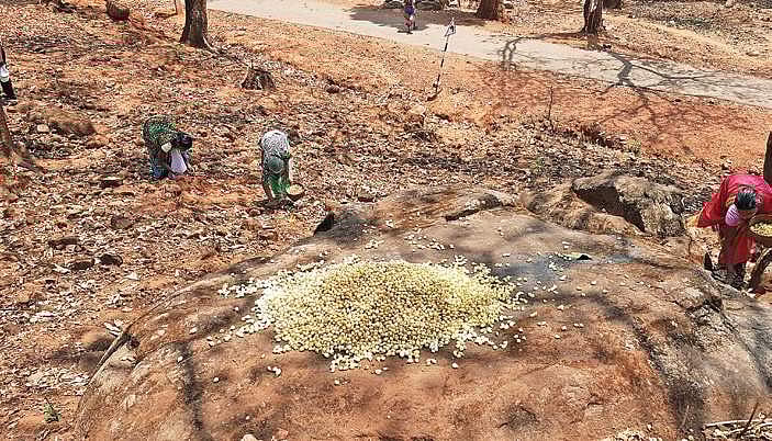Mahua flower collectors resort to distress sale