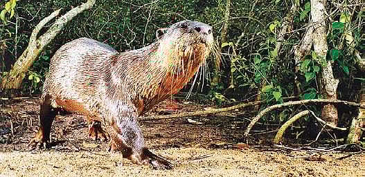 Andhra Pradesh: Godavari region has good number of fishing cats