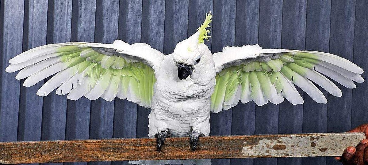 India’s first film to star a cockatoo in the lead?