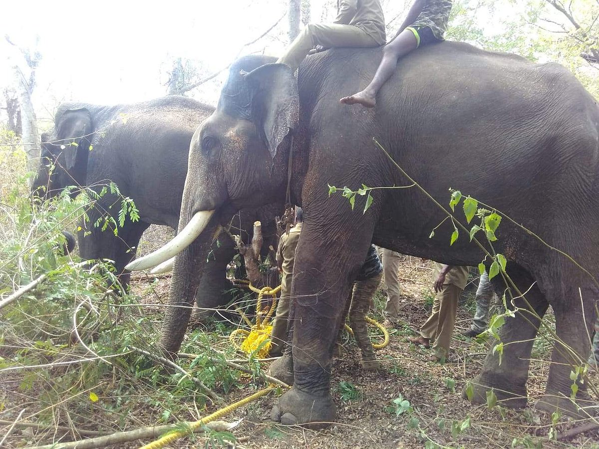 Wounded wild elephant treated by Karnataka forest officials