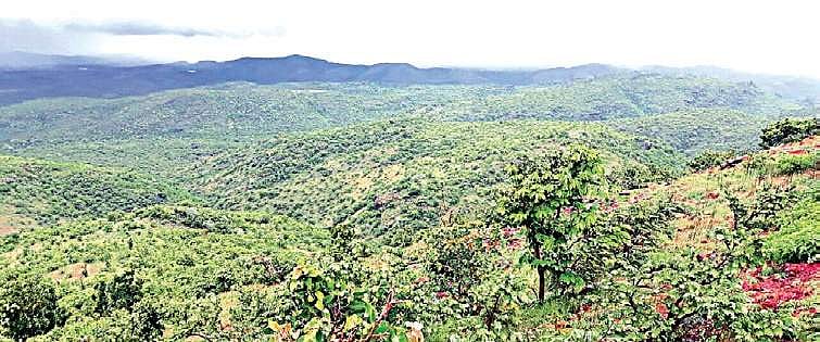Kappatagudda forest is now a wildlife sanctuary