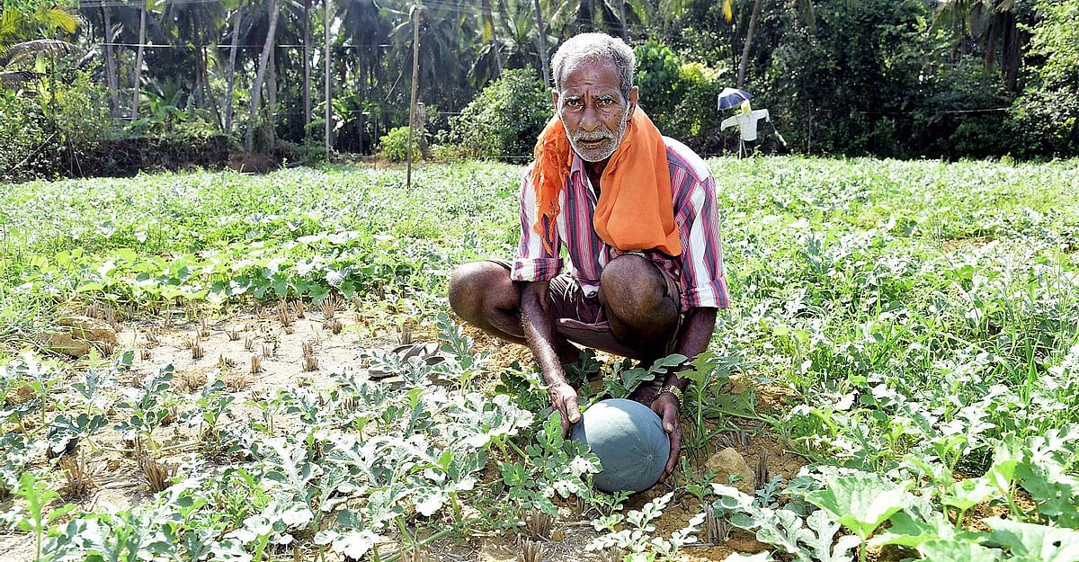 Grapes of wrath? Gang vandalises crops in North Bengaluru; farmers lose ...