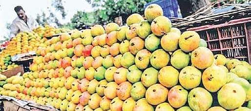 Now, get home delivery of mangoes in Krishna and Guntur