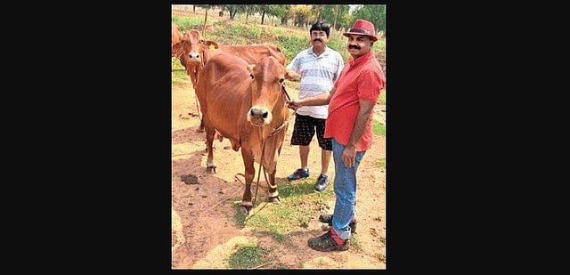 Bovine breeding farm in Odisha to conserve Sahiwal cows