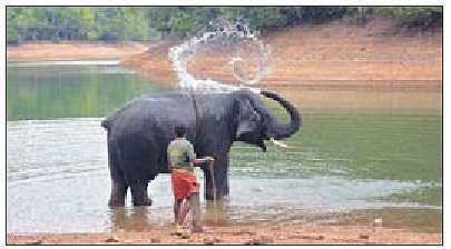 Kottoor jumbo rehab centre set for makeover