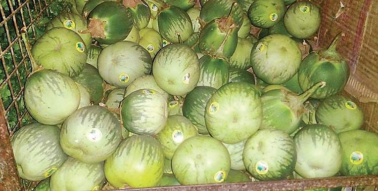 Last lot of Mattu Gulla hits Udupi market
