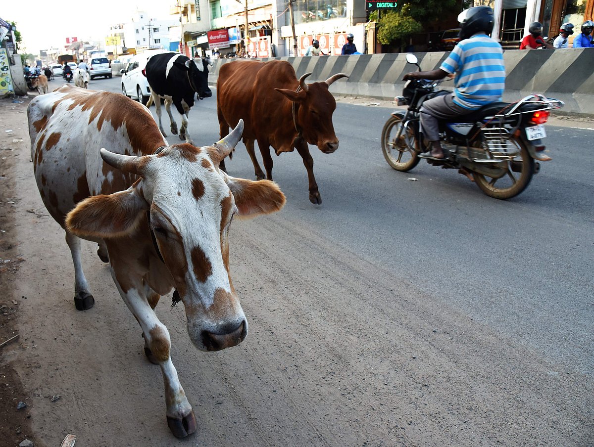 Cow attacks 71-year-old man in Chennai