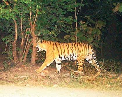 National wildlife board nod for rail line in Telangana's Kawal tiger ...