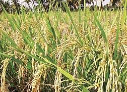 Andhra Pradesh: Agri department sets target for Kharif 2024