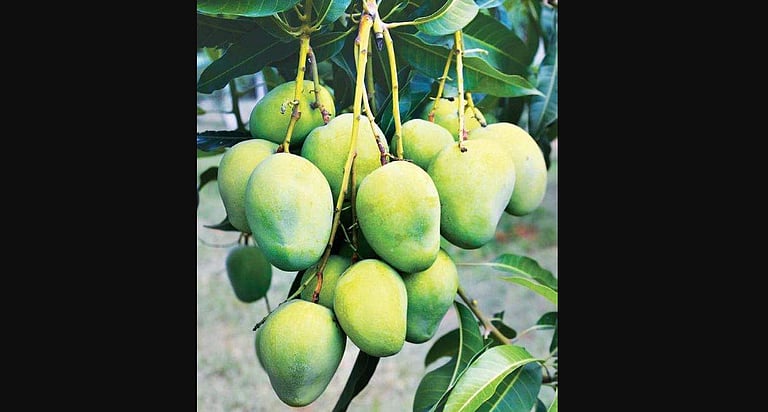 Bengaluru's IIHR comes up with new mango variety