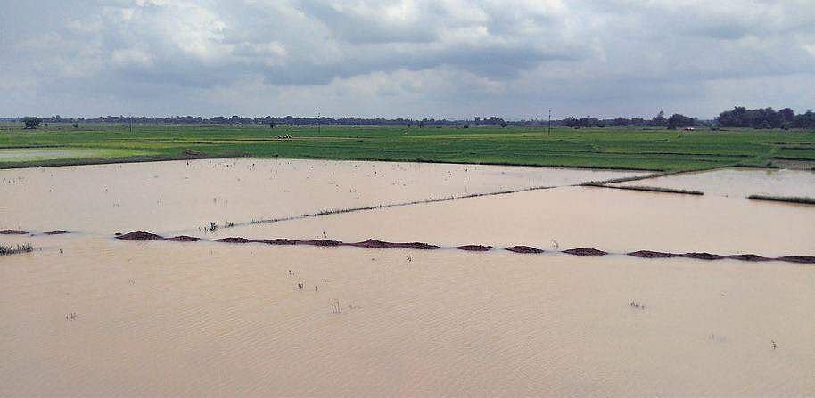 3,000 acre paddy fields damaged due to torrential trains in Odisha