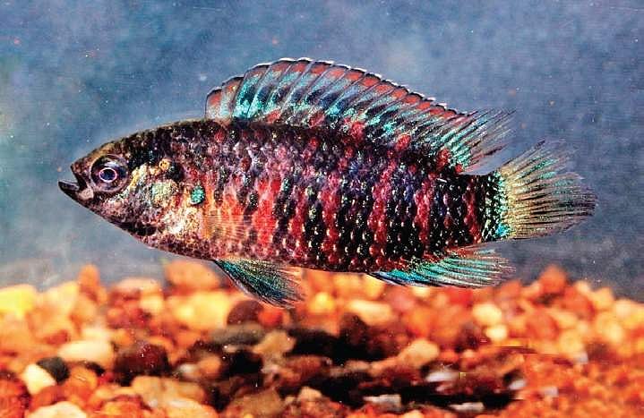 Osmania University researchers discover presence of Blue perch fish in ...