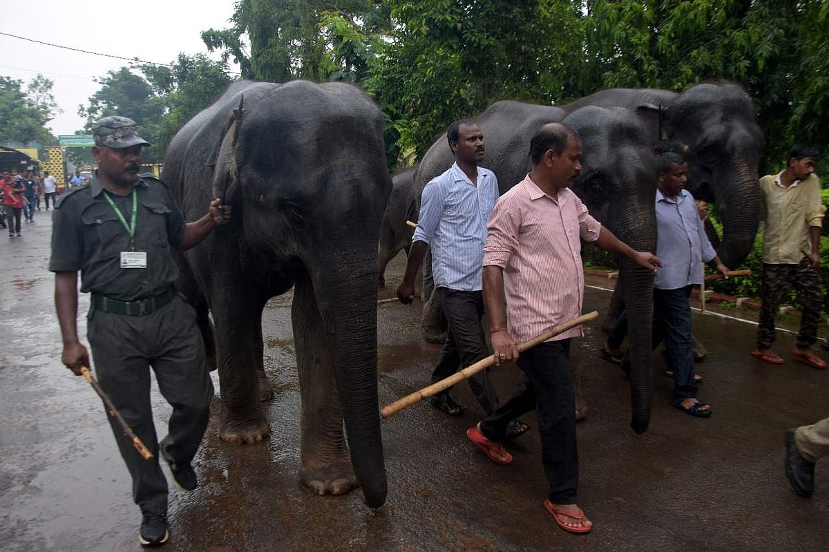 Saluting the jumbos, Odisha's Nandankanan observes World Elephant Day