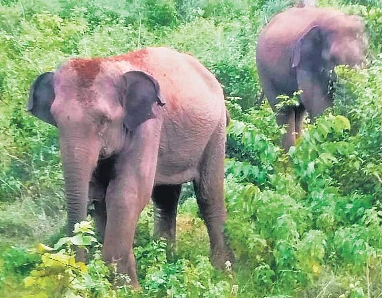 Athagarh forest no longer a safe haven for elephants