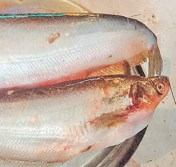 Pabda fish genes similar to those for human limbs, skeleton: AIIMS study