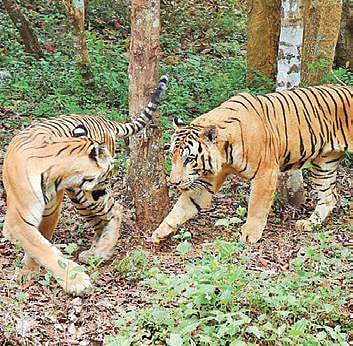 MM Hills Wildlife Sanctuary in Karnataka to soon get tiger reserve status