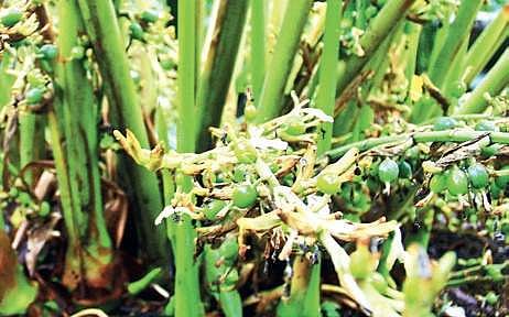 Kerala farmers back to cardamom cultivation as the price hits a record high