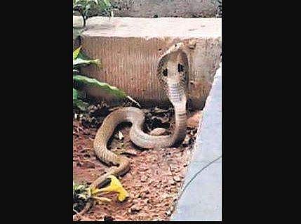 Cobra rescued from Hyderabad's Begumpet flyover