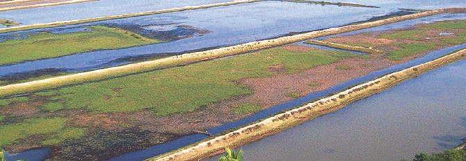 Odisha to move Centre for NRC in Kendrapara for illegal prawn culture ...