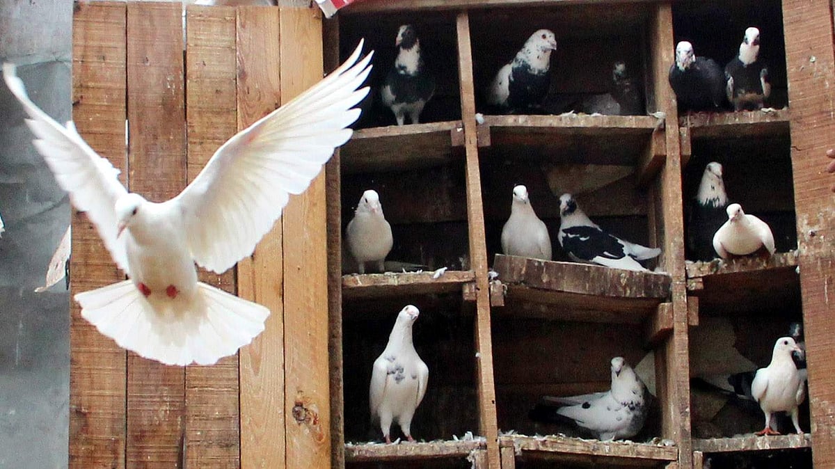 CIA unveils Cold War spy-pigeon missions