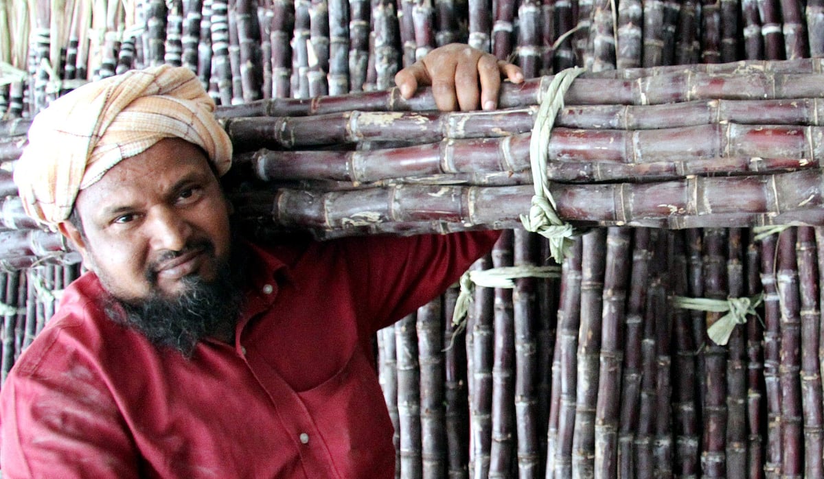 Cane and Unable: Lessons from the red rot disease afflicting UP's farms