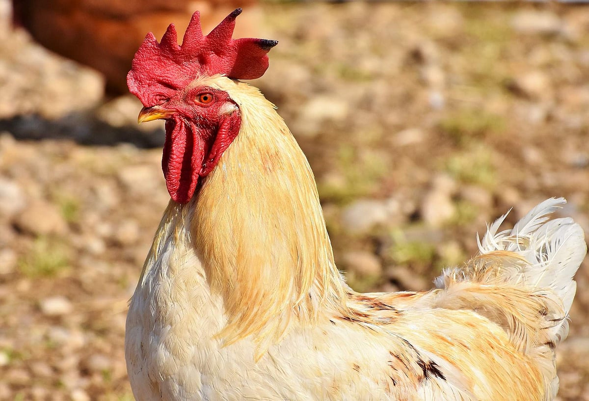 Pet rooster kills elderly woman in Australia by puncturing vein with beak