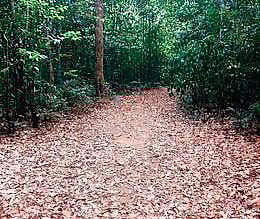 Retired Indian Forest Service officers write on misuse of forest land