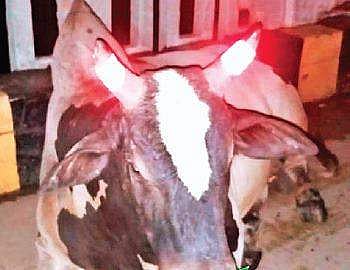 Radium strips on stray cattle to curb accidents in Kendrapara